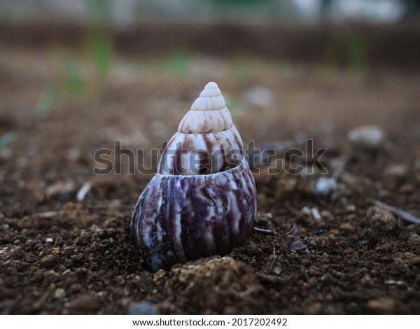 Empty Snail Shell On Ground Stock Photo 2017202492 | Shutterstock