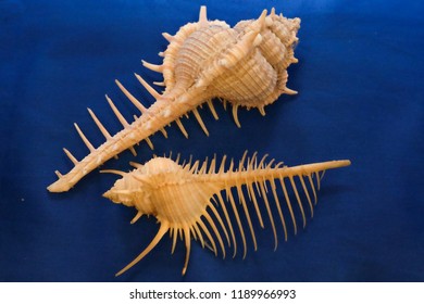 3,093 Spiky shells Images, Stock Photos & Vectors | Shutterstock
