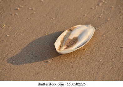 Empty Squid Shells On Wet Brown Stock Photo 1650582226 | Shutterstock