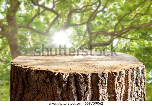 Empty Tree Trunk Display Montags Stock Photo 559709062 | Shutterstock
