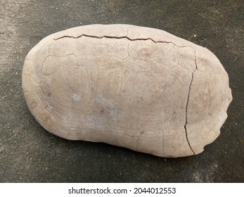 413 Empty turtle shell Images, Stock Photos & Vectors | Shutterstock