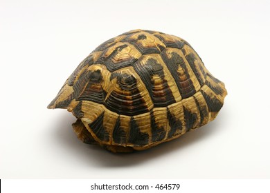 413 Empty turtle shell Images, Stock Photos & Vectors | Shutterstock