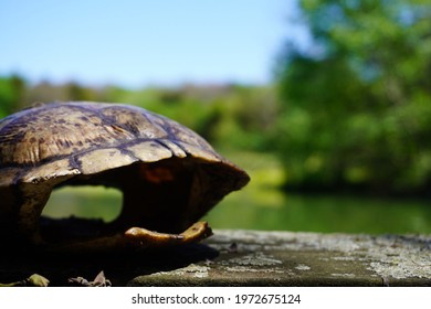 413 Empty turtle shell Images, Stock Photos & Vectors | Shutterstock