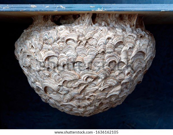 Empty Wasp Nest Diameter Ca 50 Stock Photo 1636162105 | Shutterstock