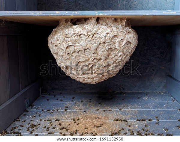 Empty Wasp Nest Diameter Ca 50 Stock Photo 1691132950 | Shutterstock