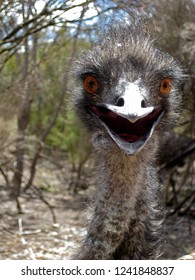 354 Emu looking at the camera Images, Stock Photos & Vectors | Shutterstock