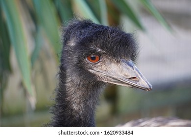 354 Emu looking at the camera Images, Stock Photos & Vectors | Shutterstock