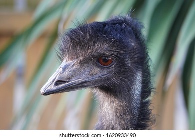 354 Emu looking at the camera Images, Stock Photos & Vectors | Shutterstock