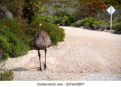 425 Emu road sign Images, Stock Photos & Vectors | Shutterstock