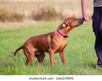Encounter Young Rhodesian Ridgeback Good Behavior Stock Photo ...