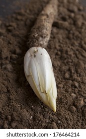 Endiveschicory Root Stock Photo 176464214 | Shutterstock