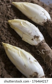 Endiveschicory Root Stock Photo 176464217 | Shutterstock