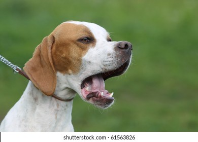 English Pointer Stock Photo 61563826 | Shutterstock