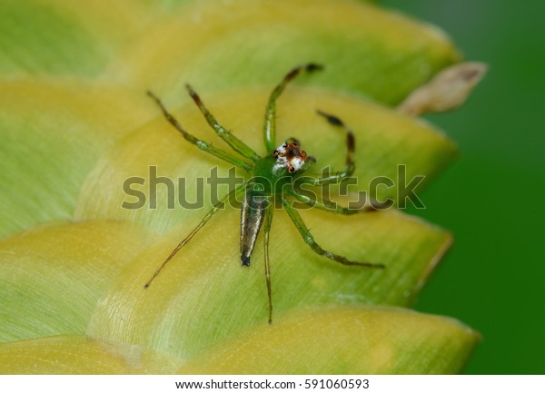 Epeus Jumping Spider Stock Photo 591060593 | Shutterstock