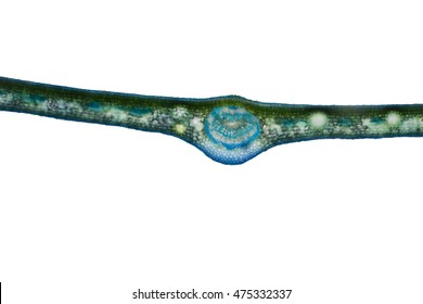 Water Lily Hydrophytic Leaf Cross Section Stock Photo (Edit Now) 1189570084