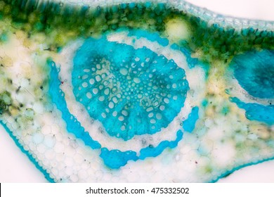 257 Palisade mesophyll Images, Stock Photos & Vectors | Shutterstock