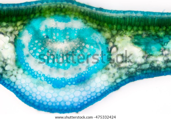 Epidermis Botany Leaf Under Microscope Stock Photo 475332424 | Shutterstock