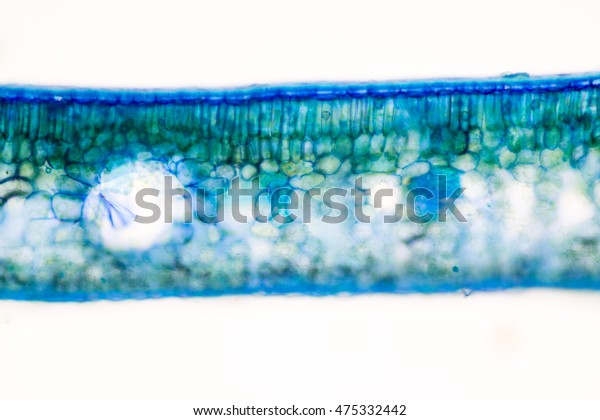 Epidermis Botany Leaf Under Microscope Stock Photo 475332442 | Shutterstock