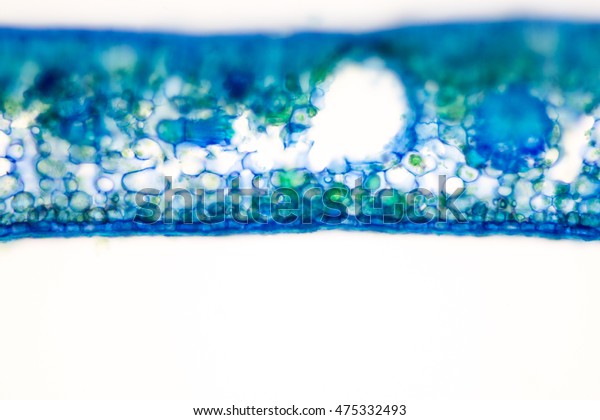 Epidermis Botany Leaf Under Microscope Stock Photo (Edit Now) 475332493