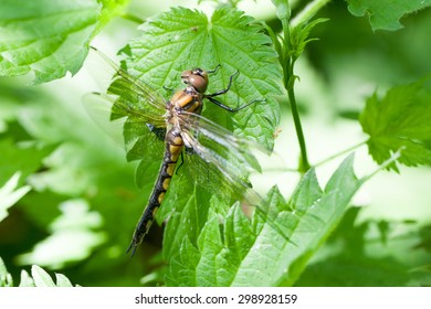 178 Instar live Images, Stock Photos & Vectors | Shutterstock