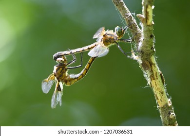Epitheca Bimaculata Eurasian Baskettail Mating Stock Photo 1207036531 ...