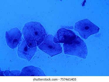 Epithelial Cells Under Microscope Stock Photo 757461403 | Shutterstock