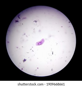 Epithelial Cells Viewed Under Microscope Stock Photo (Edit Now) 1909668661