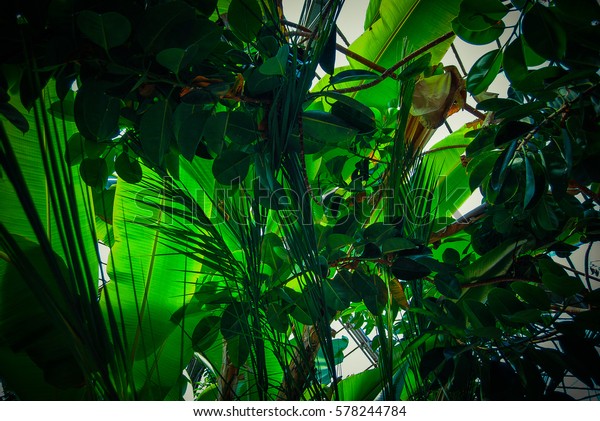 Equatorial Vegetation Stock Photo (Edit Now) 578244784