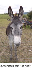 Domestic Male Burro Donkey Behind Barbed Stock Photo 72677020 ...