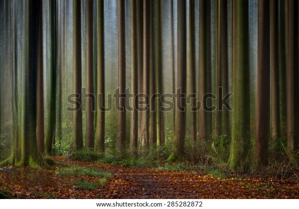 Ethereal Forest Stock Photo (Edit Now) 285282872