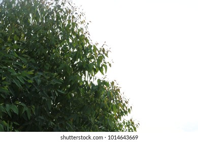 Eucalyptus Pulp Stock Photo 1014643669 | Shutterstock
