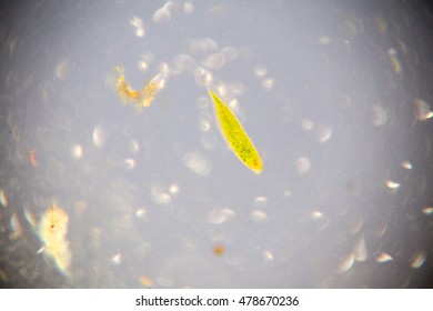 108 Sessile algae Images, Stock Photos & Vectors | Shutterstock
