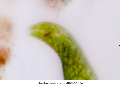 Euglena Under Microscope Stock Photo 489566176 | Shutterstock