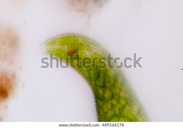 Euglena Under Microscope Stock Photo 489566176 | Shutterstock