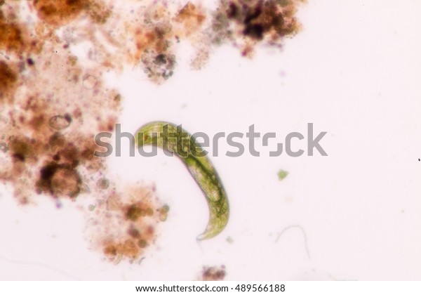 Euglena Under Microscope Stock Photo 489566188 | Shutterstock