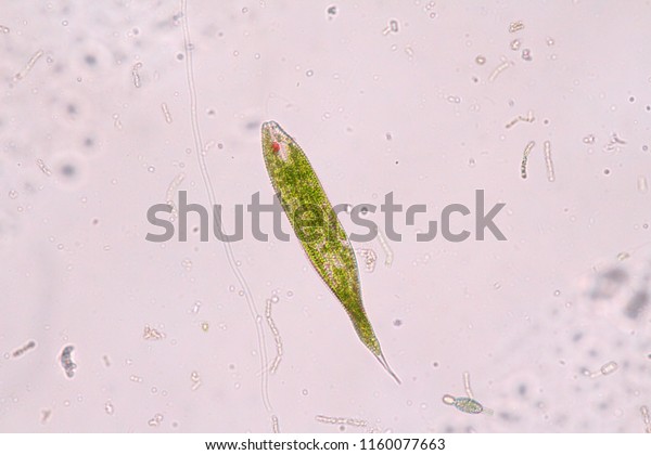Euglena Under Microscope View Stock Photo (Edit Now) 1160077663
