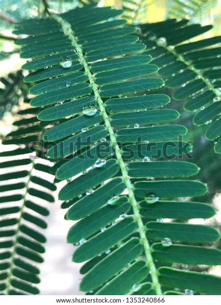 Even Leaf Wind Settles Stock Photo 1353240866 | Shutterstock