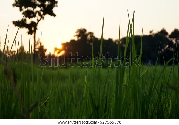 Evening Sun Paddy Fields Stock Photo 527565598 | Shutterstock