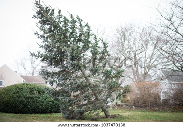 Evergreen Tree Falling Down Front Yard Stock Photo 1037470138 ...