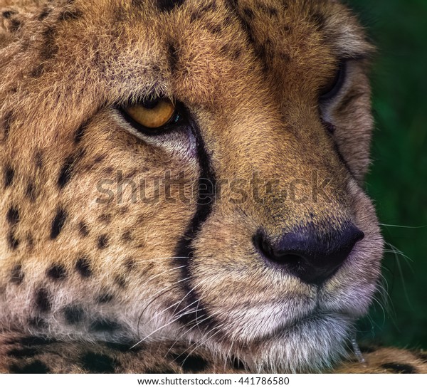 Evil Dramatic Cheetah Face Portrait Close Stock Photo 441786580 ...