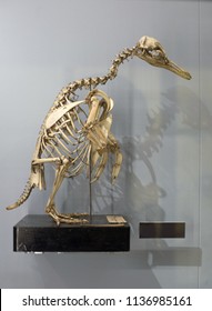 224 Penguin skeleton Images, Stock Photos & Vectors | Shutterstock