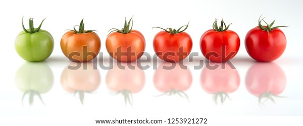 343 Tomato Evolution Images, Stock Photos & Vectors | Shutterstock