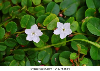 49 Roundleaf bindweed Images, Stock Photos & Vectors | Shutterstock