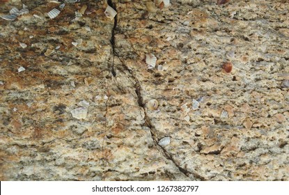 Example Coquina Stone Surface Texture Roughness Stock Photo 1267382797 ...