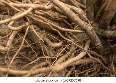 341 Plants Fibrous Root System Images, Stock Photos & Vectors ...