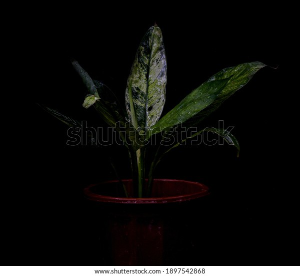 Excellent Wallpapers Desktop Backgrounds Stock Photo 1897542868 ...