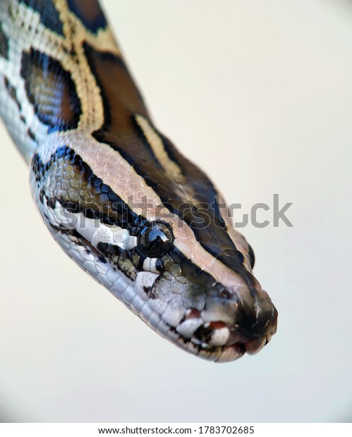 Exotic Head Python Molurus Bivitatus Stock Photo 1783702685 | Shutterstock