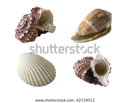 Exotic Shellfish Clipping Path Stock Photo (Edit Now) 62518012 ...