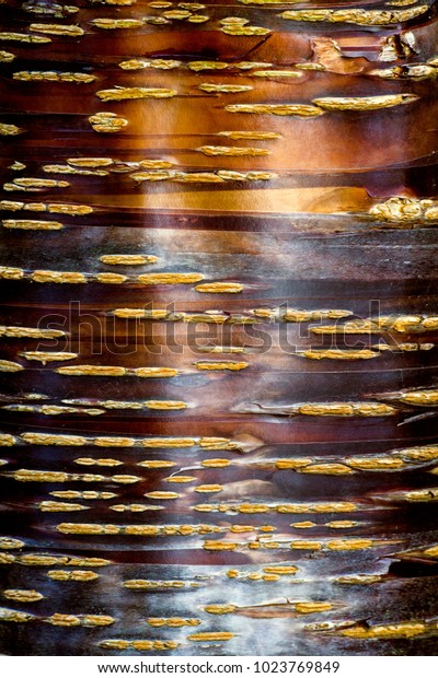Exotic Tree Bark Background Stock Photo (Edit Now) 1023769849