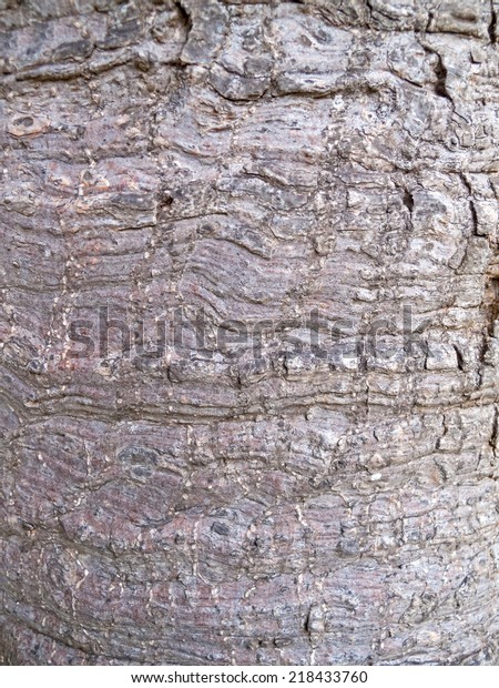 Exotic Tree Bark Texture Background Stock Photo 218433760 | Shutterstock